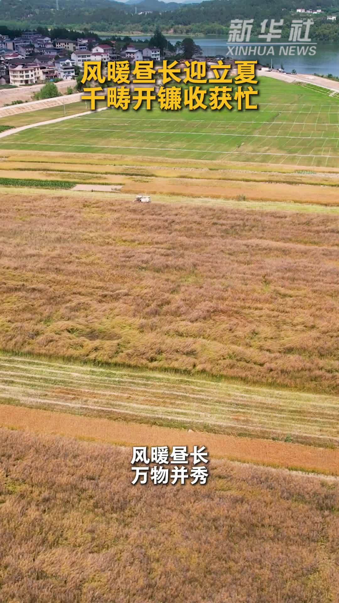 风暖昼长迎立夏 千畴开镰收获忙_凤凰网视频_凤凰网