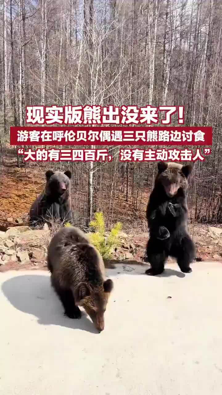 呼伦贝尔三只熊路边直立趴车讨食_凤凰网视频_凤凰网