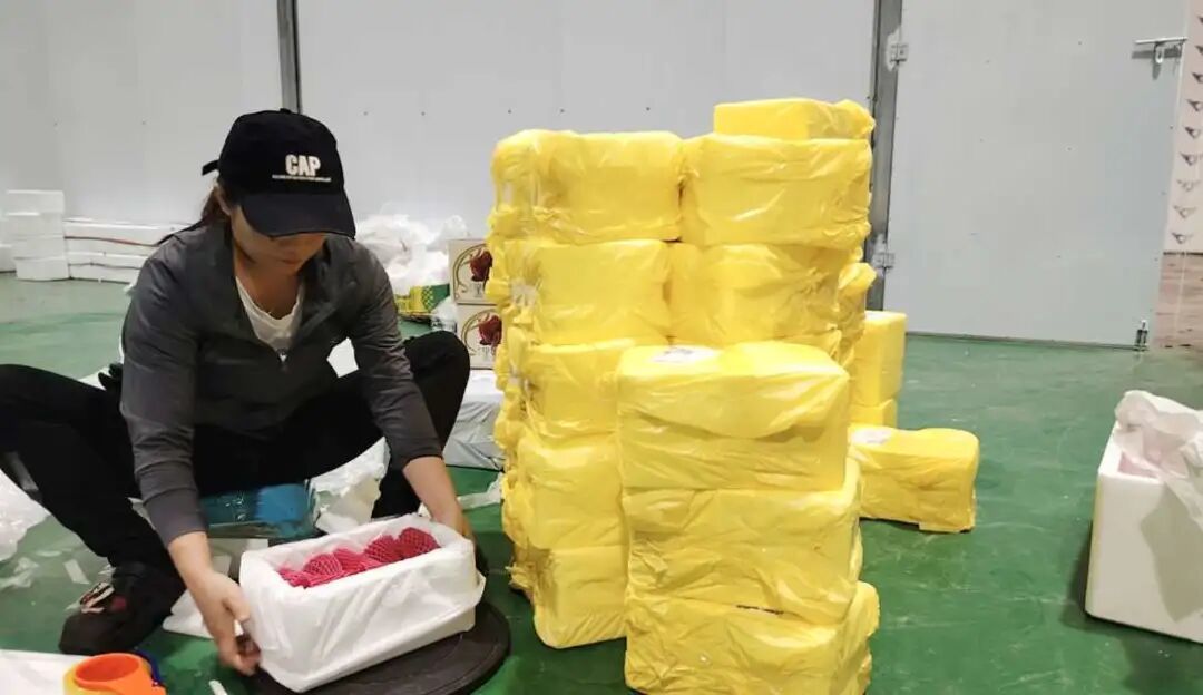 万宁莲雾首次出口 后续订单持续落地凤凰网海南_凤凰网