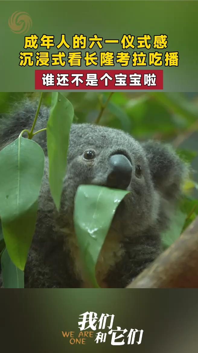 成年人的六一仪式感 沉浸式看长隆考拉宝宝吃播_凤凰网视频_凤凰网